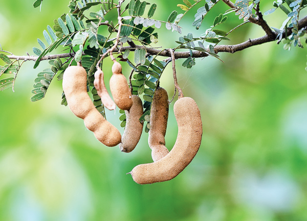 Sweet Tamarind cultivation - Anandabazar