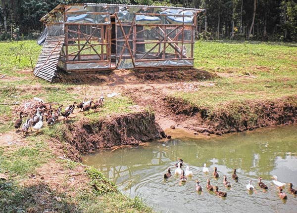Mixed Farming is Profitable, 'Atma' project seems successful - Anandabazar