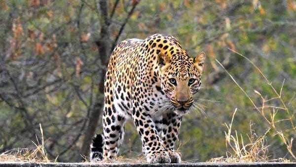 Leopard Found near the runway of Nepal international airport - Anandabazar