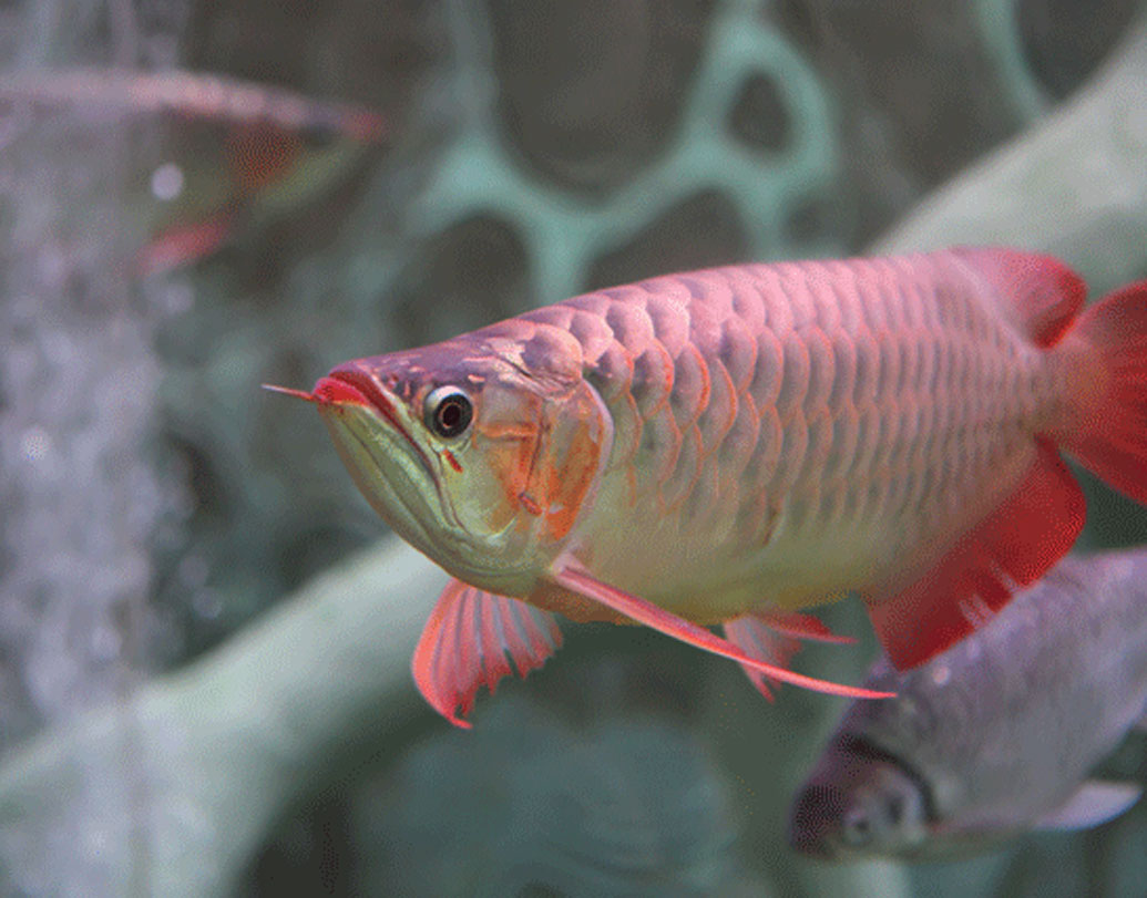 dragon fish | Know the reason, why this fish costs almost two crores ...