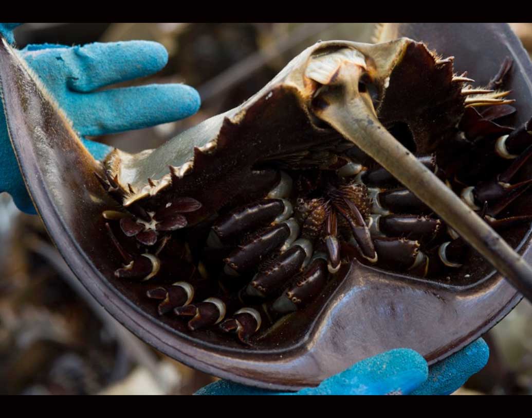 Limulus | Blue blood of Atlantic horseshoe crab Limulus is one of the ...