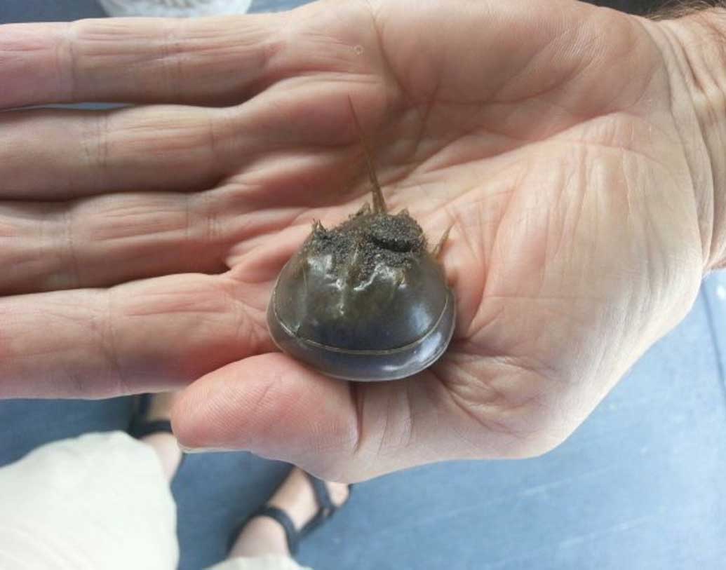 Limulus | Blue blood of Atlantic horseshoe crab Limulus is one of the ...