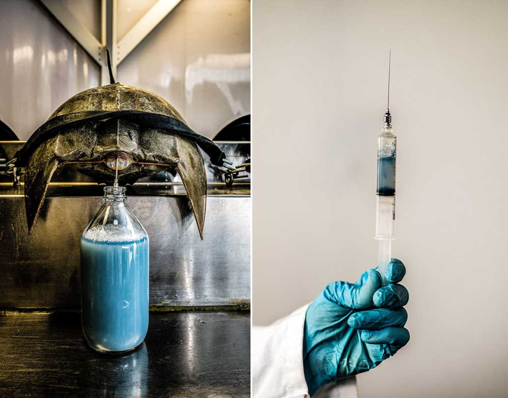 Limulus | Blue blood of Atlantic horseshoe crab Limulus is one of the ...