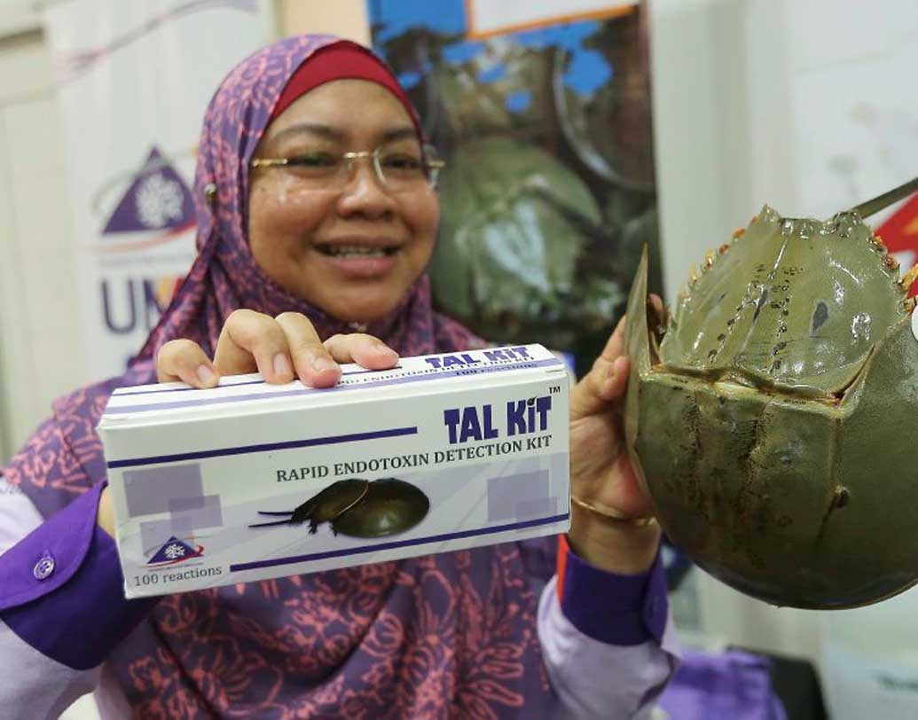 Limulus | Blue blood of Atlantic horseshoe crab Limulus is one of the ...