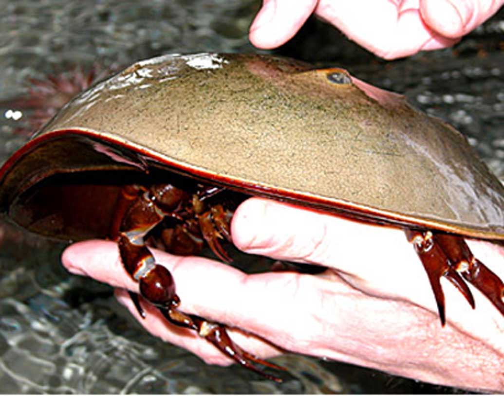 Limulus | Blue blood of Atlantic horseshoe crab Limulus is one of the ...
