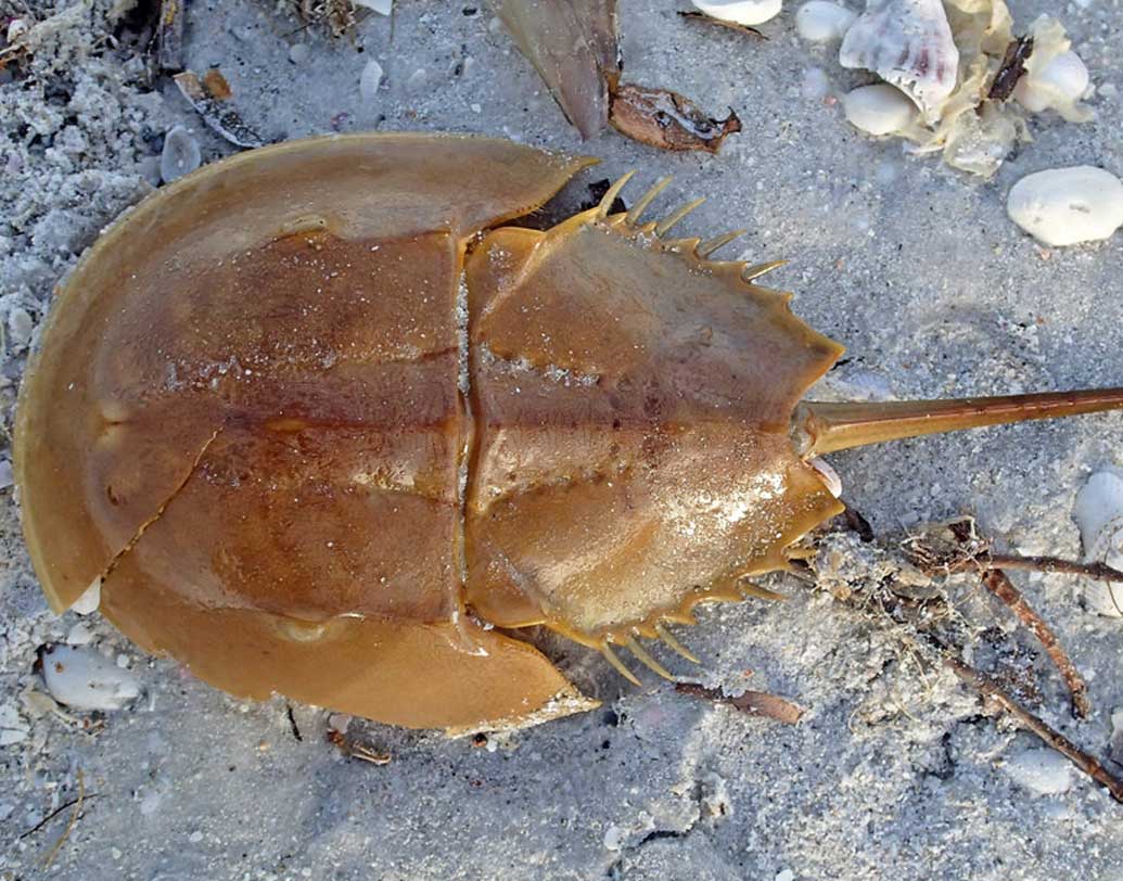 Limulus | Blue blood of Atlantic horseshoe crab Limulus is one of the ...