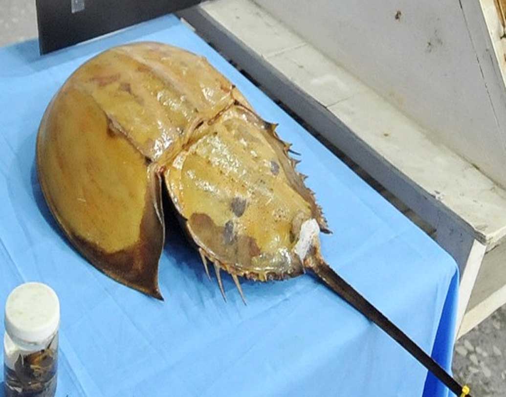 Limulus | Blue blood of Atlantic horseshoe crab Limulus is one of the ...