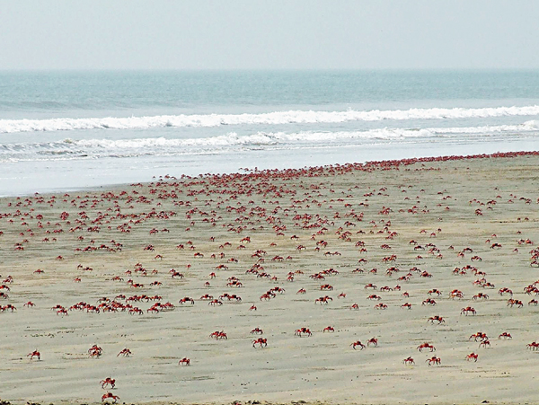 Population of red crab are decreasing - Anandabazar