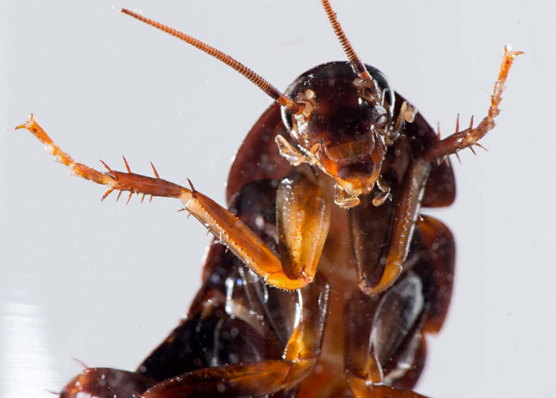 International news | Have you ever heard about healthy Cockroach juice ...