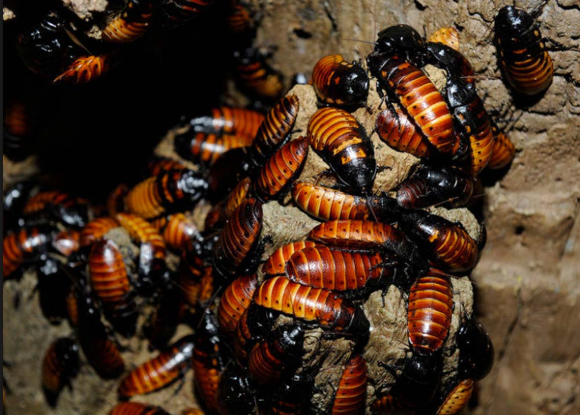 International news | Have you ever heard about healthy Cockroach juice ...
