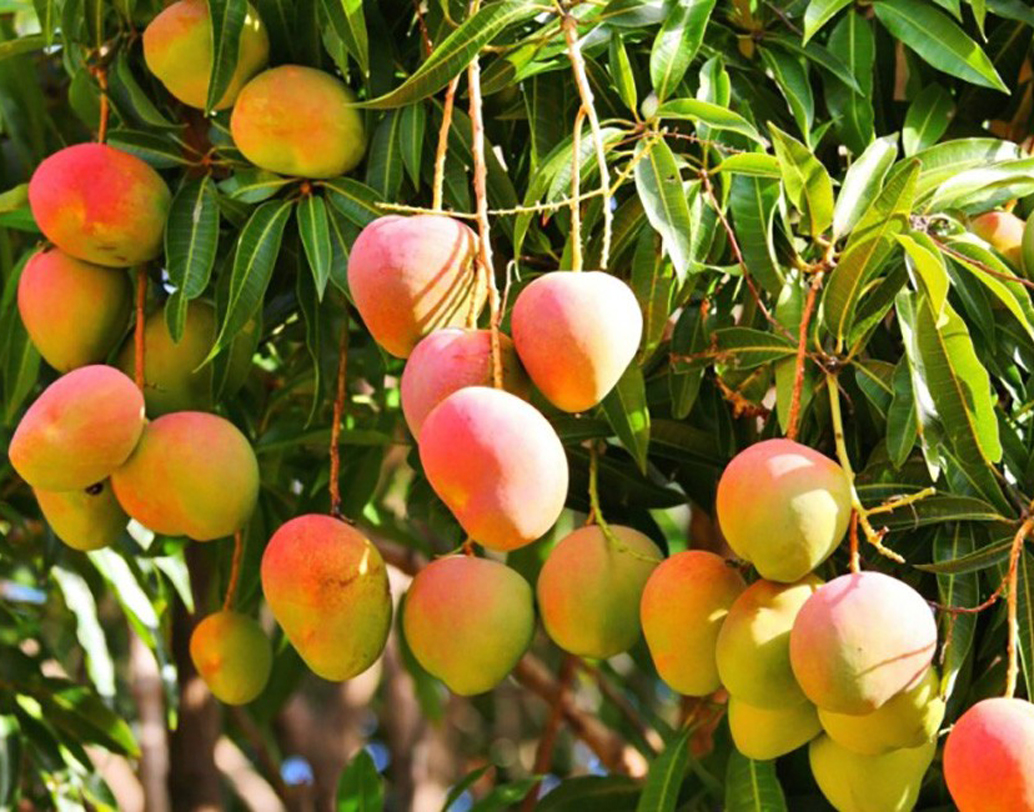 mangoes | History behind different mangoes name dgtl - Anandabazar