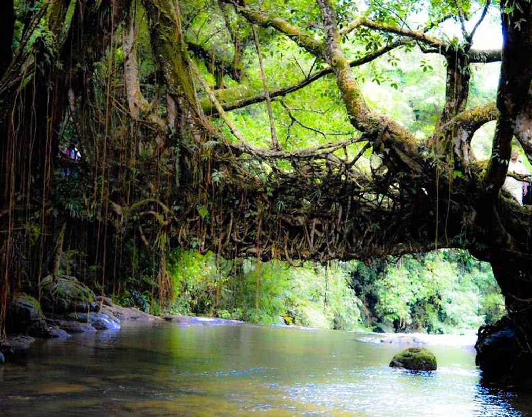 Living root bridge | Wonders of nature: Living root bridges in India ...
