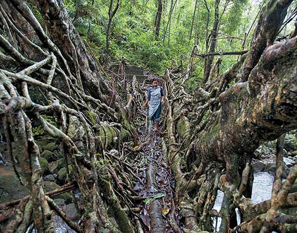 Living root bridge | Wonders of nature: Living root bridges in India ...