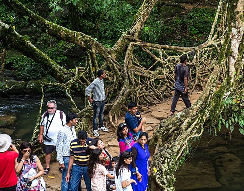 Living root bridge | Wonders of nature: Living root bridges in India ...