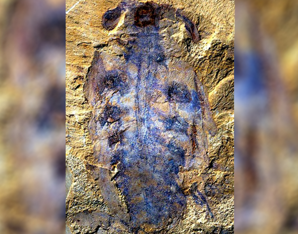 Fossils | Strange and deadliest fossils in the world dgtl - Anandabazar