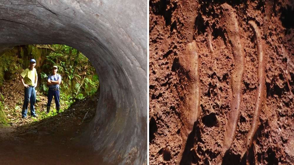 Sloth | Brazil Is Home to Prehistoric Underground Tunnels Created by ...