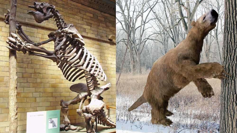 Sloth | Brazil Is Home to Prehistoric Underground Tunnels Created by ...