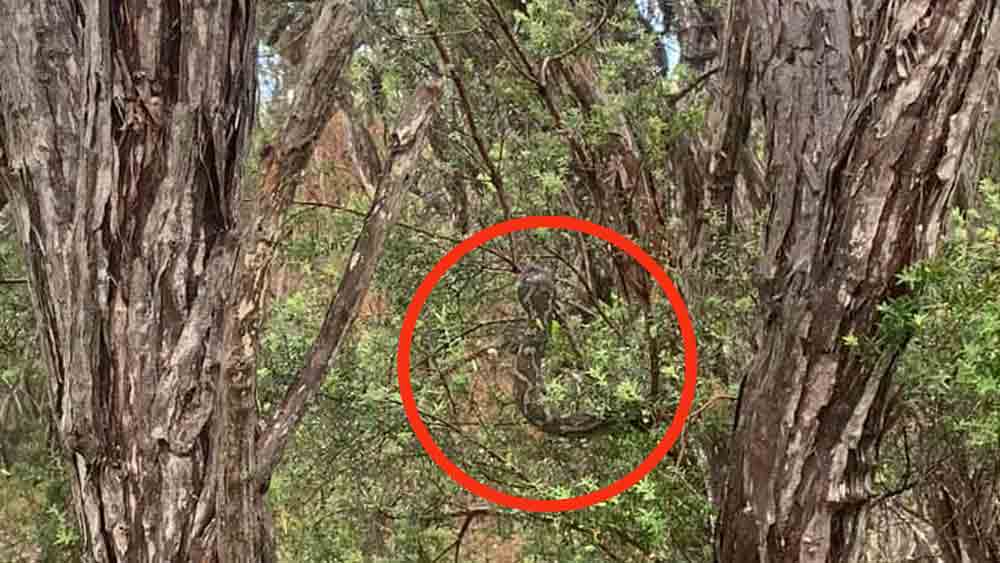 snake | Can you take challenge to spot the hidden snake in this picture ...