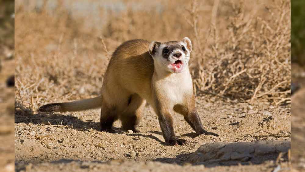 Black-footed ferret | US scientist bring back to life a Ferret that ...