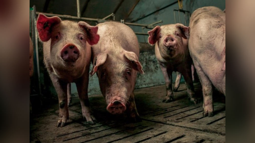 pig | American war veteran Terry Vance Garner was consumed by his own ...