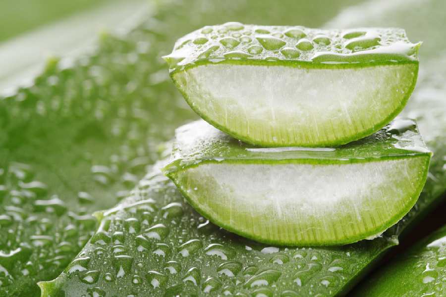 Alovera | Some surprising beauty benefits of aloe vera dgtl - Anandabazar