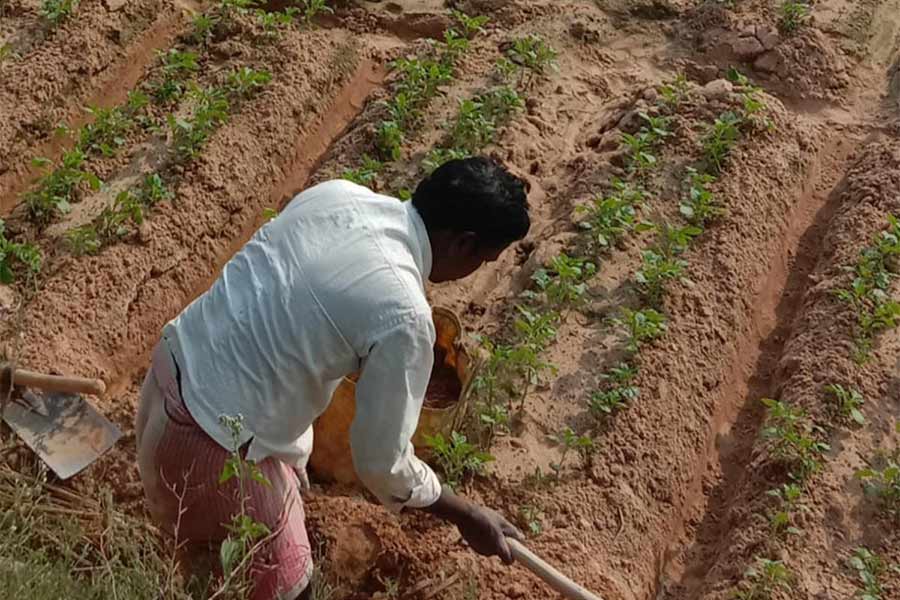 Potato farmers of garbeta | Potato farmers of garbeta concentrates on ...