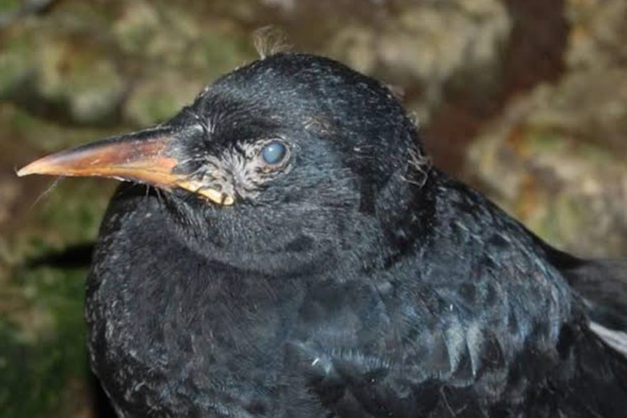 Tiltepec Village in Mexico | Story of Mexican village where every human ...