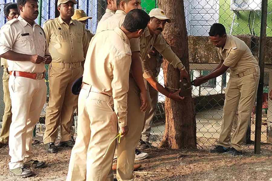 Sundarban Tiger Count | Sundarban Tiger Project to start keeping ...