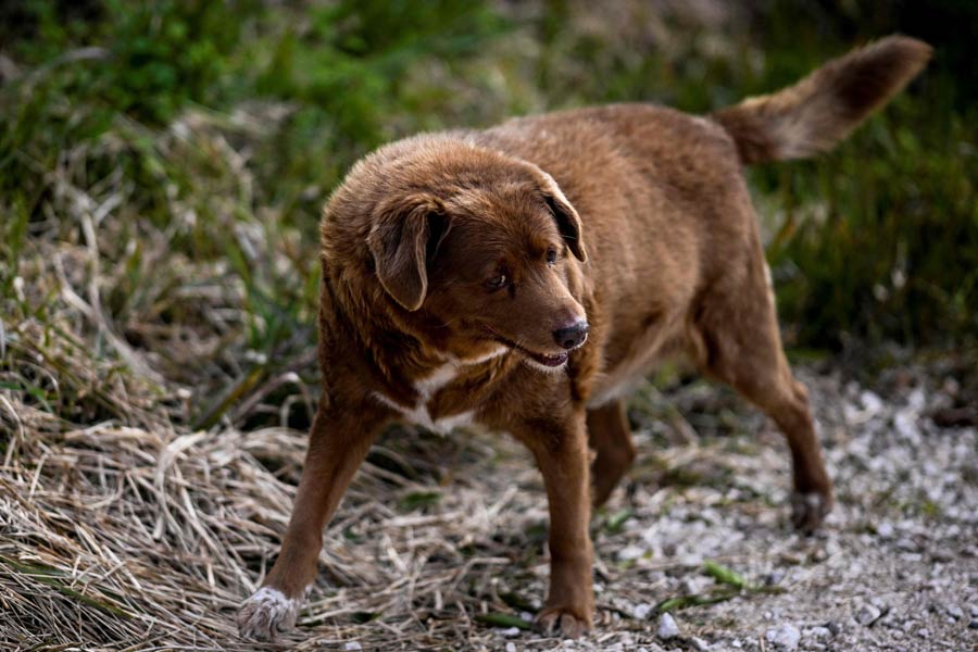 Bobi Death News | Bobi, world's oldest dog ever dies at the age of 31 ...