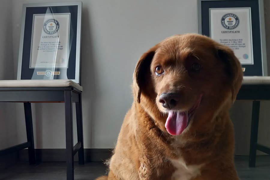 Bobi Death News | Bobi, world's oldest dog ever dies at the age of 31 ...