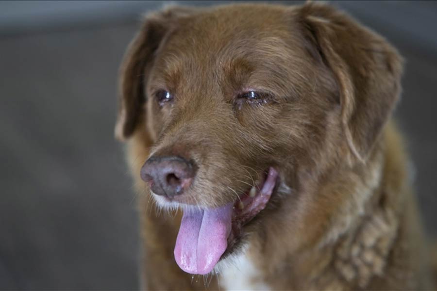 Bobi Death News | Bobi, world's oldest dog ever dies at the age of 31 ...