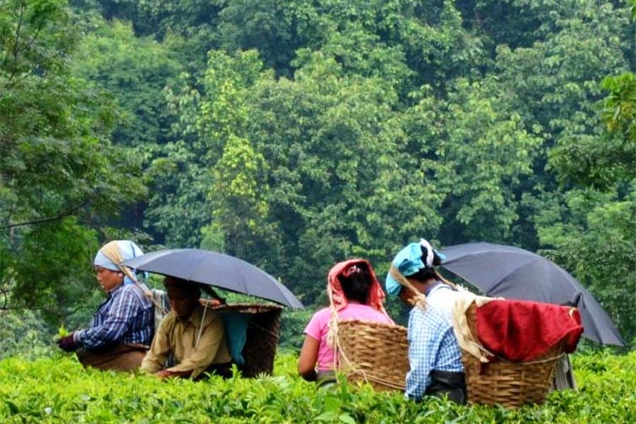 Anit Thapa | Anit Thapa suggested to stop patta survey if it is causing ...