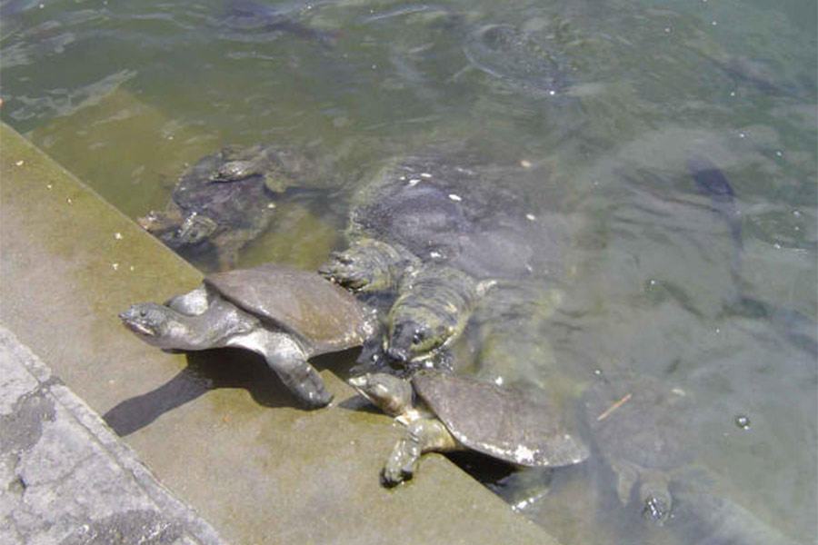 Baneswar Mohan Tortoise | Local residents of Baneswar demand safety ...