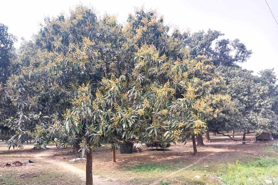 Mango Flowering Season | Administration started take caring of mango ...