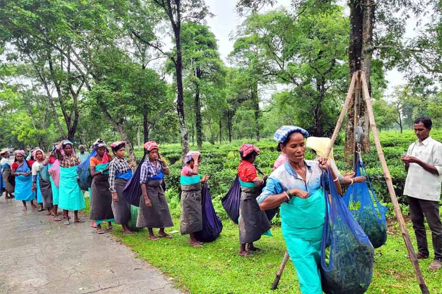 Tea Plucking Season | Tea Board to hold a meeting to change the tea ...