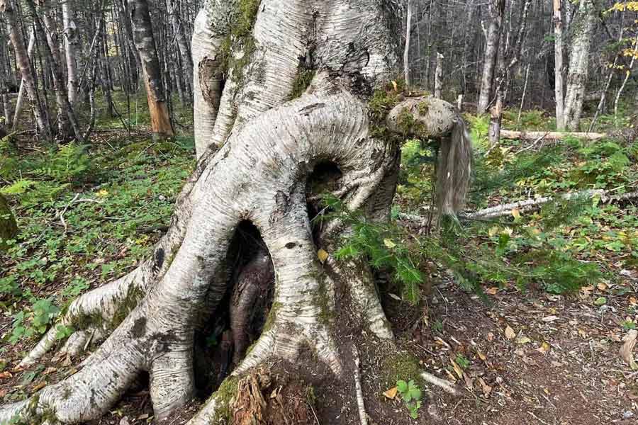 Lady In The Tree | The haunting true story of charming ‘Lady in the ...