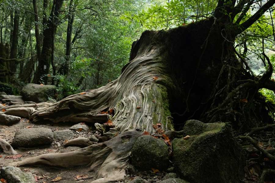 Lady In The Tree | The haunting true story of charming ‘Lady in the ...
