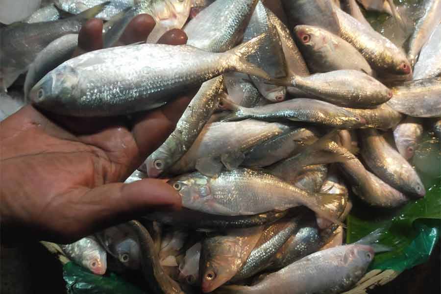 Small Hilsa | Markets flooded with small Hilsa at Diamond harbour ...