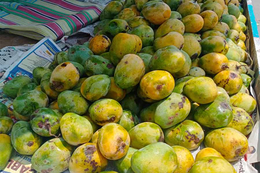 Gopalbhog Mangoes | High Price of Gopalbhog mangoes at Malda - Anandabazar