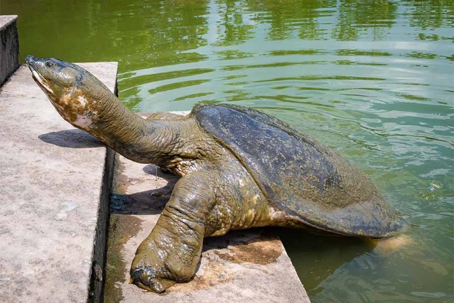 Mohan tortoise | Pecies Of Mohan Tortoise in trouble at Baneswar ...