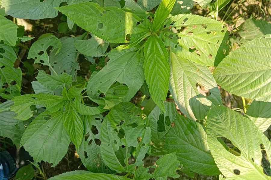 Pest Attack on JUTE | Lack of rainfall resulting in Increase of pests ...