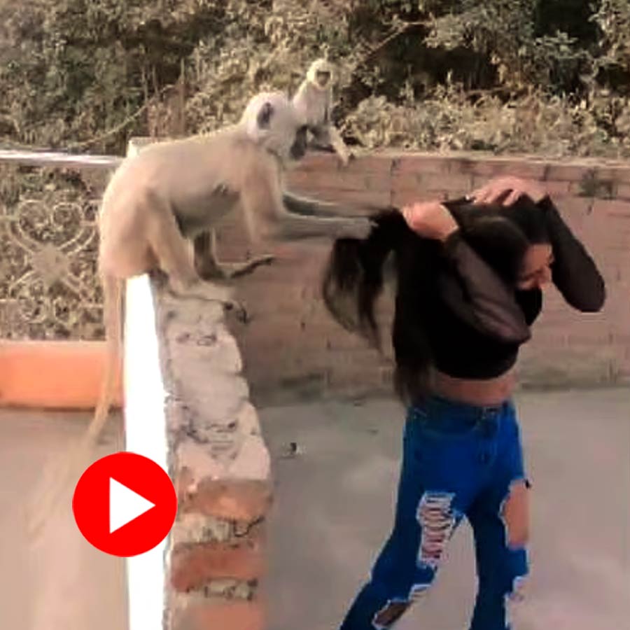 viral video | Video of a monkey suddenly grabbed the reel creators hair went viral dgtl ...