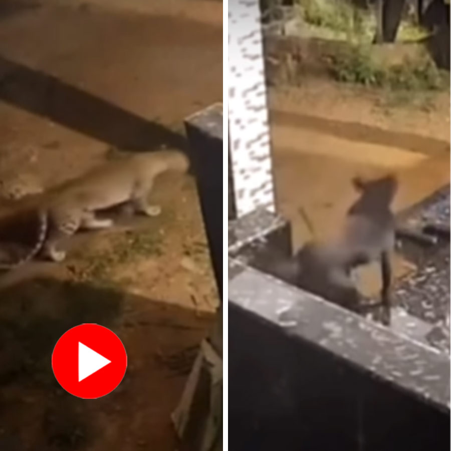 Viral Video | Video of leopard tries to get into house, flee after dog barks dgtl - Anandabazar
