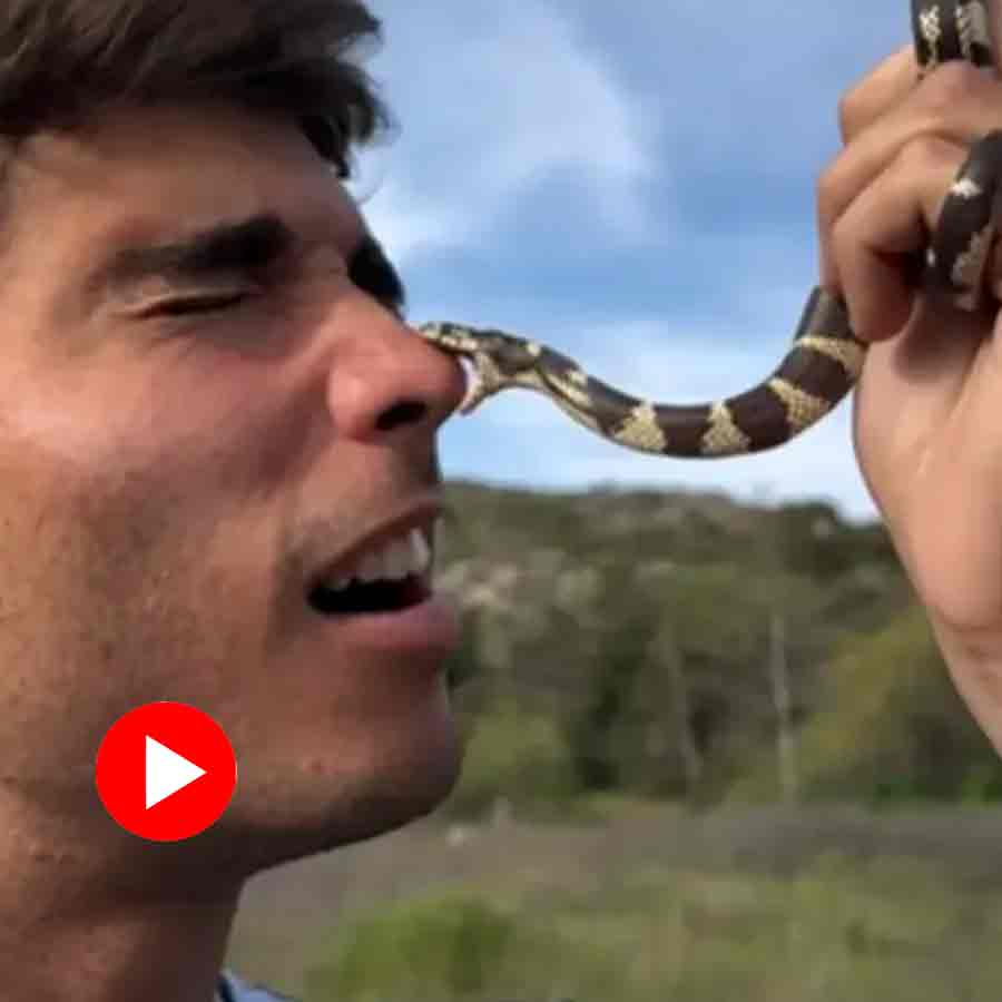 Viral Video | Video of a snake biting youth’s nose goes viral dgtl ...