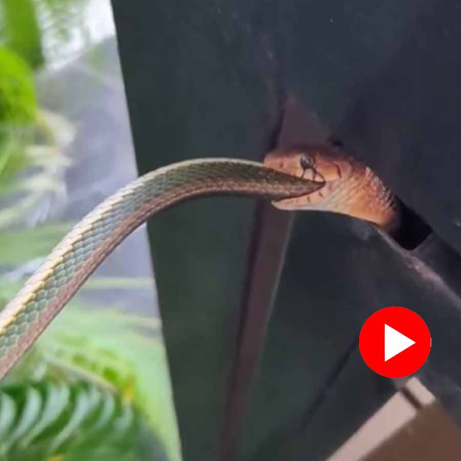 Viral Video | Video of cobra eating another snake goes viral dgtl ...