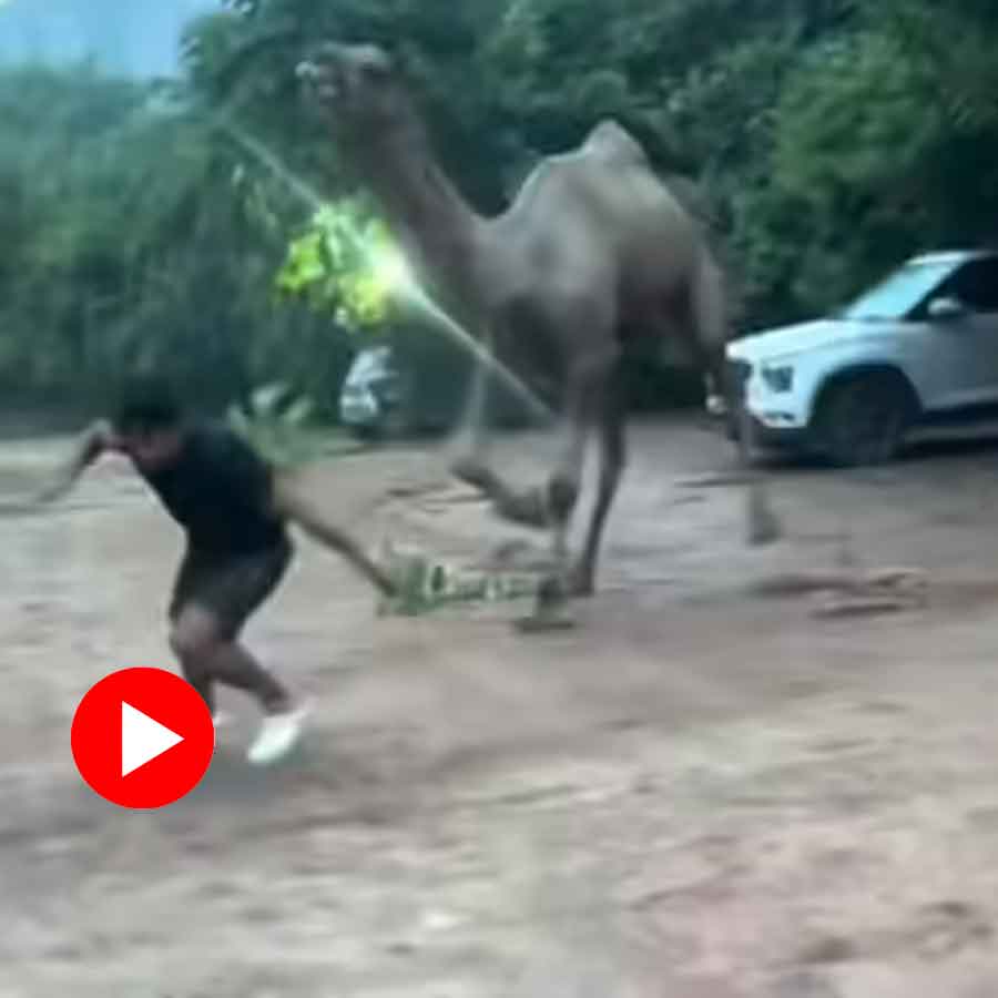 Viral Video | Video of camel chases three young guy goes viral dgtl - Anandabazar