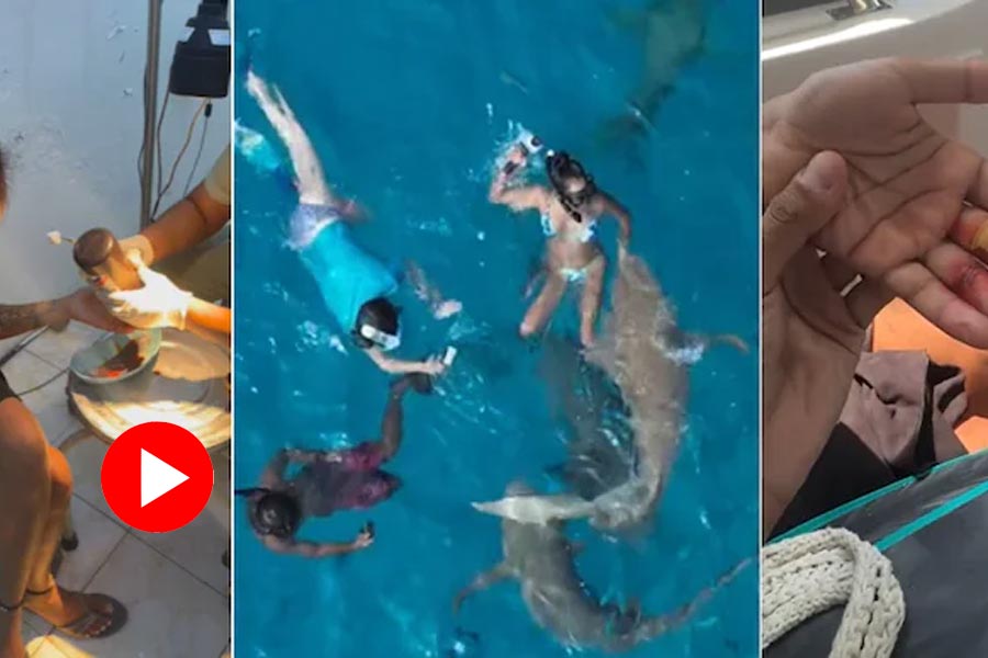 Viral Video | Woman gets bitten by nurse shark, known as one of the ...