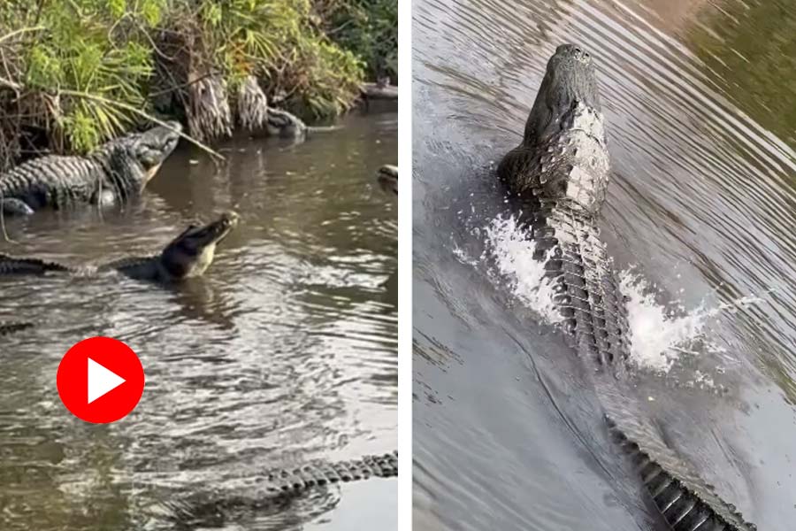 Viral Video | Alligators growl on lake, video goes viral dgtl - Anandabazar