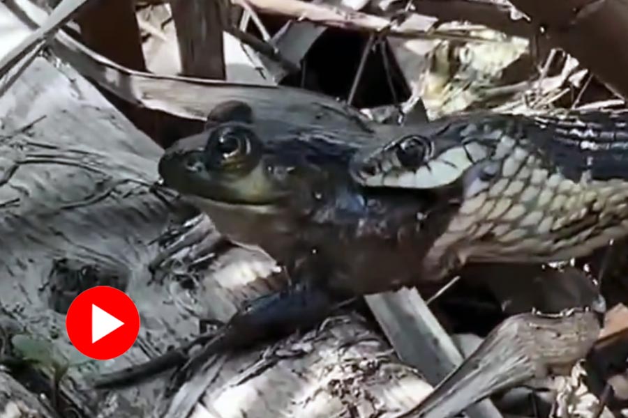 Viral Video | Video of snake swallows frog goes viral dgtl - Anandabazar