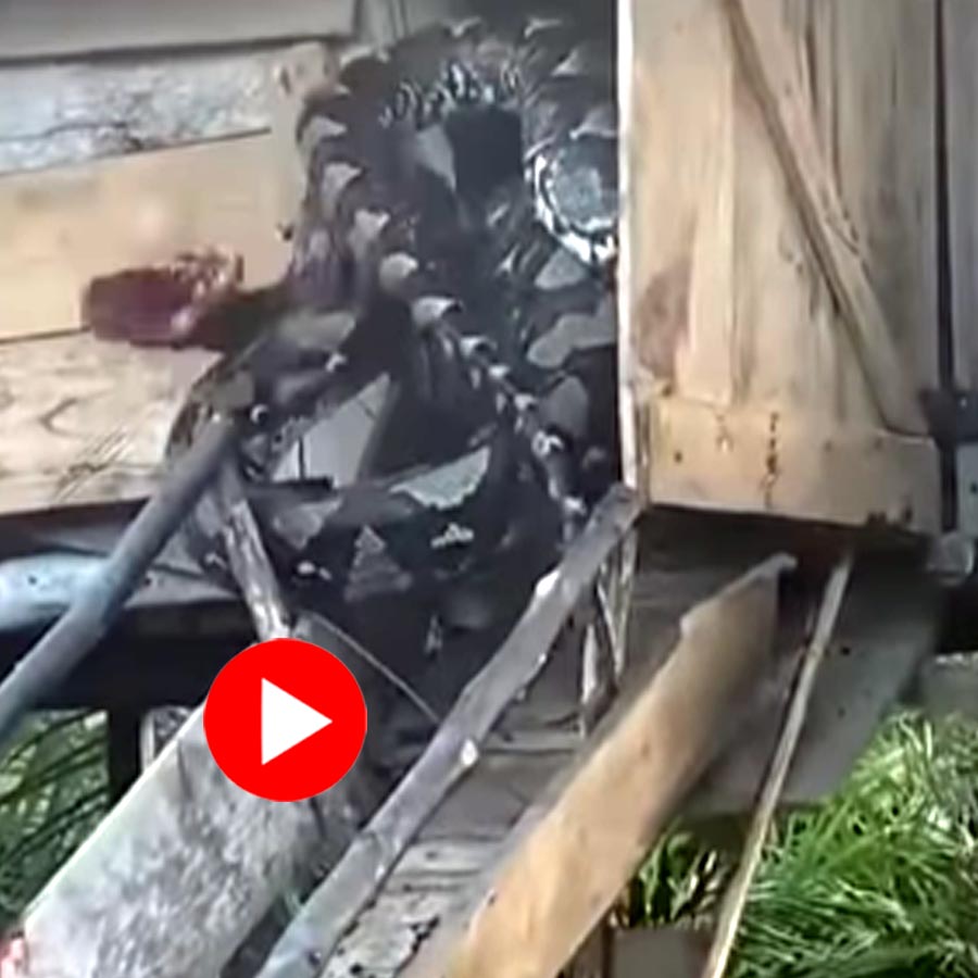 viral video | Video of a giant python swallowed a huge prey and could ...